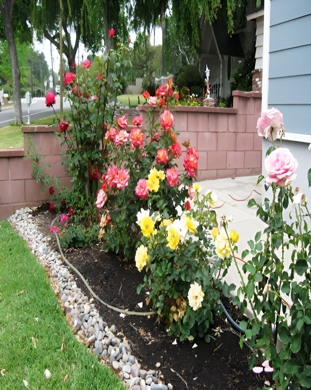 Rose Garden Landscaping Plan